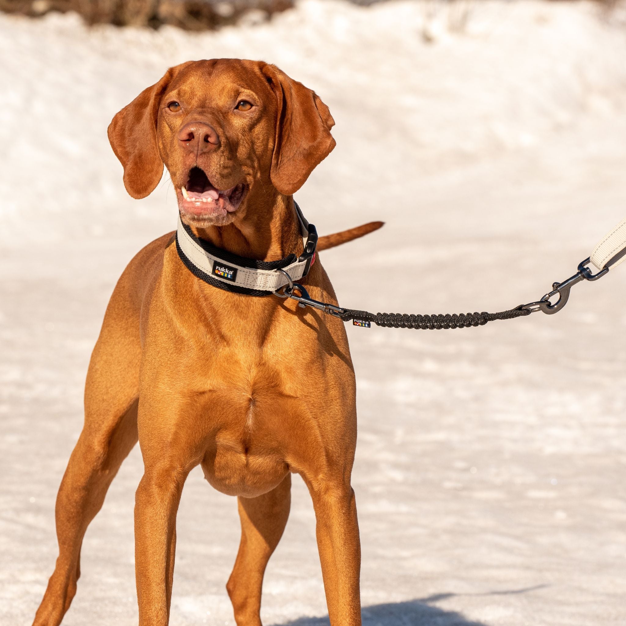 Accessoire Chien et Jouet pour Chien – Nourrir comme la nature